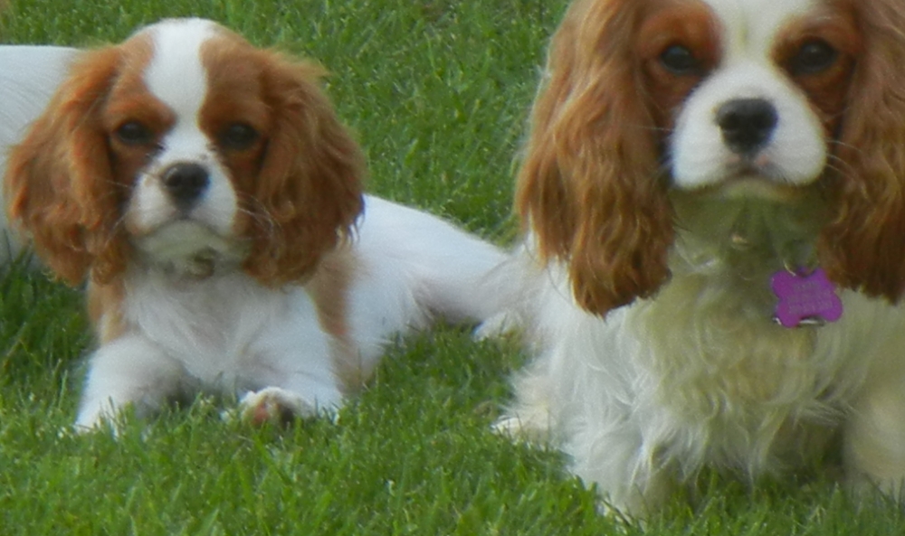 Candids #2 - Cavalier King Charles Spaniel Club of Canada