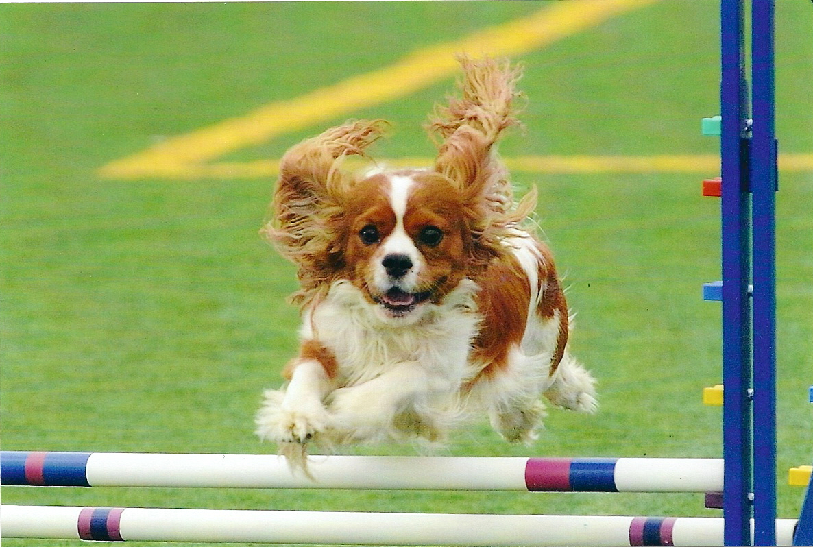 Candids #2 - Cavalier King Charles Spaniel Club of Canada