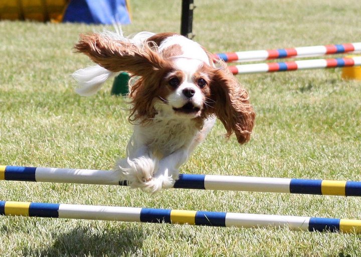 Candids #2 - Cavalier King Charles Spaniel Club of Canada