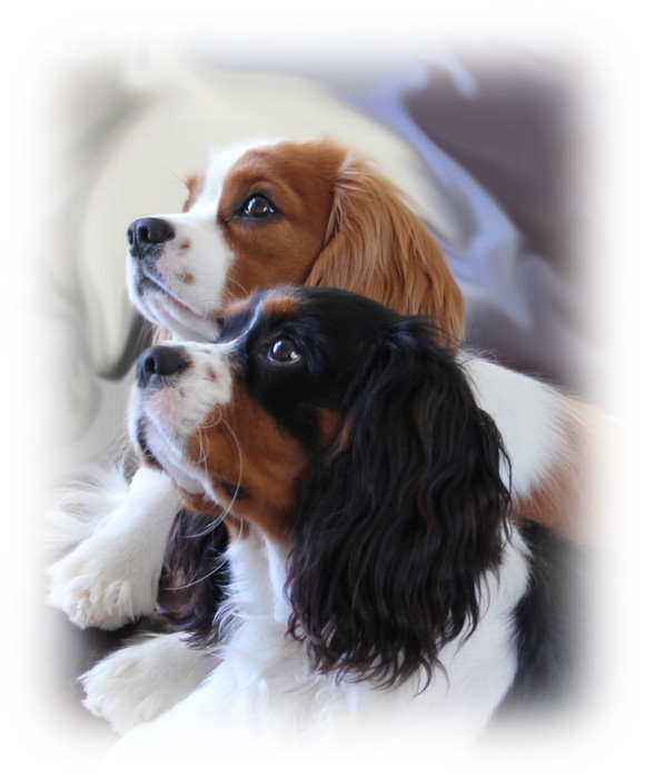 Candids #2 - Cavalier King Charles Spaniel Club of Canada