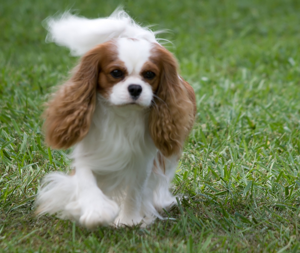 Candids #2 - Cavalier King Charles Spaniel Club of Canada