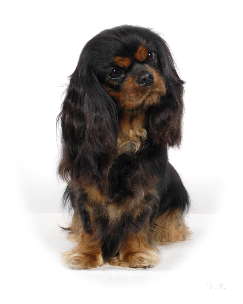 Candids #2 - Cavalier King Charles Spaniel Club of Canada