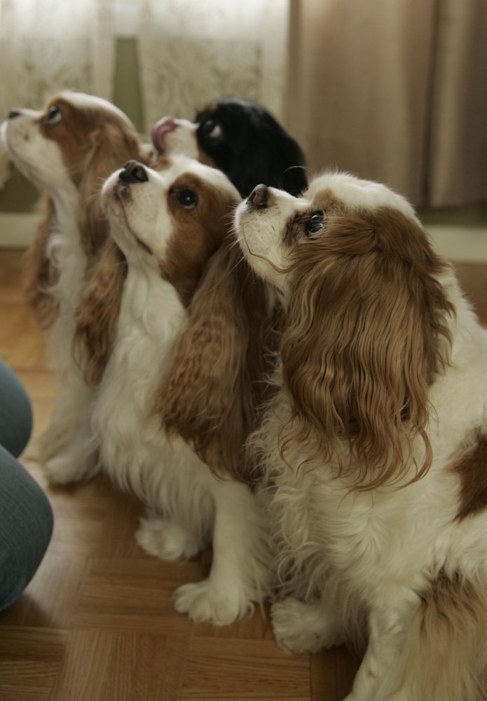 Candids #2 - Cavalier King Charles Spaniel Club of Canada