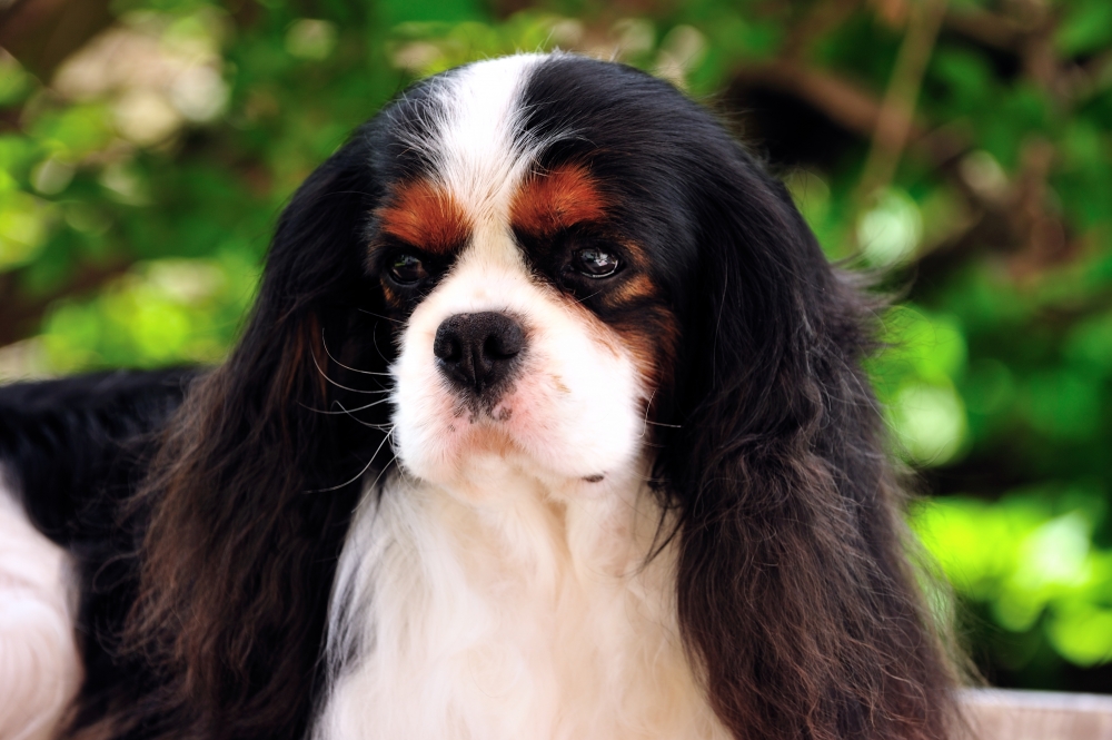 Candids #2 - Cavalier King Charles Spaniel Club of Canada