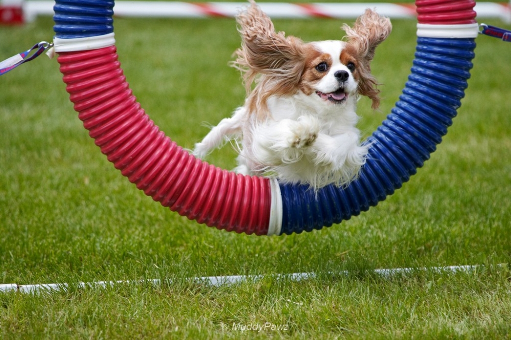 Candids #2 - Cavalier King Charles Spaniel Club of Canada