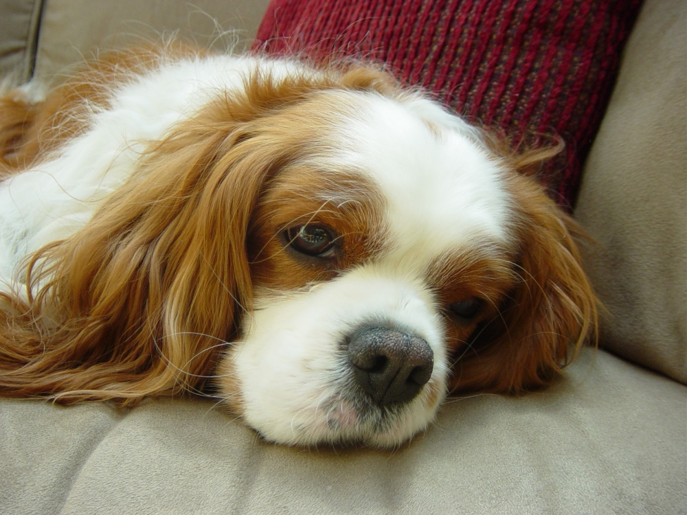 Candids #2 - Cavalier King Charles Spaniel Club of Canada