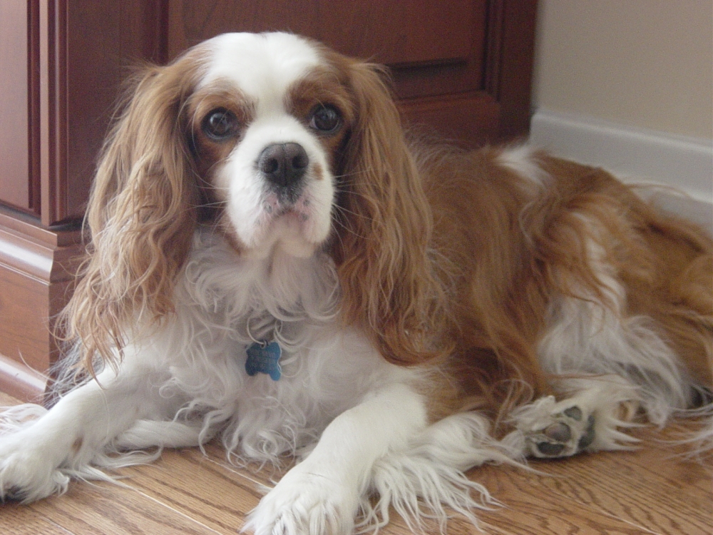 Candids #2 - Cavalier King Charles Spaniel Club of Canada
