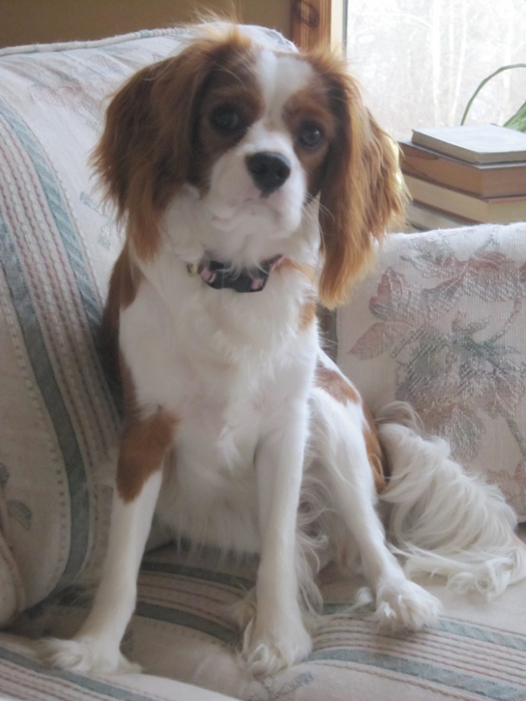 Candids #2 - Cavalier King Charles Spaniel Club of Canada