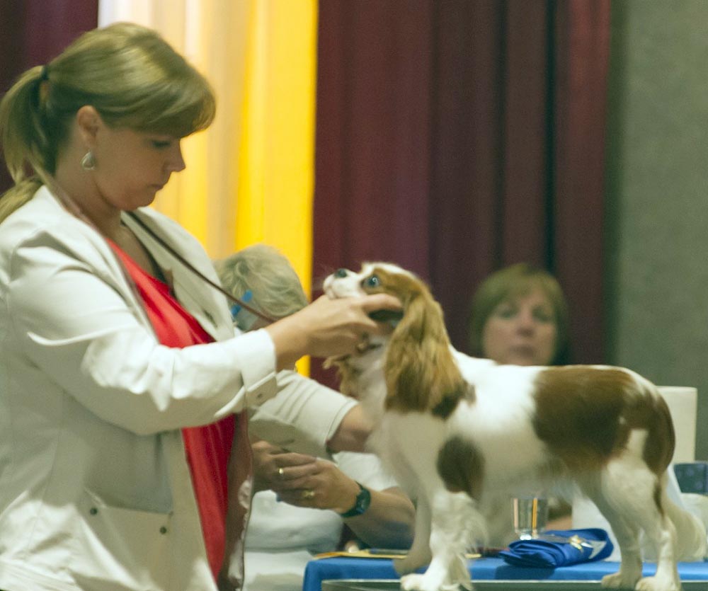 2013 Eastlake Specialty - Cavalier King Charles Spaniel Club of Canada