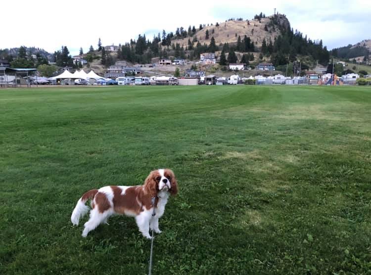 2019 National - Cavalier King Charles Spaniel Club of Canada
