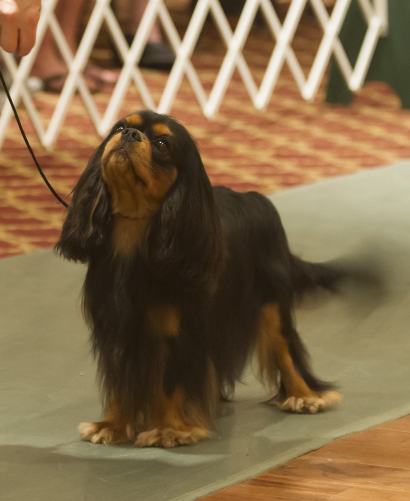2013 National - Cavalier King Charles Spaniel Club of Canada