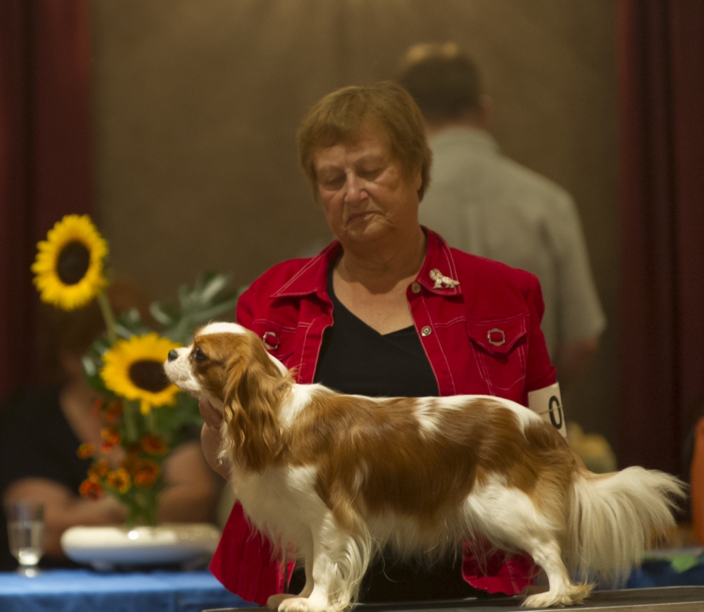 2013 National - Cavalier King Charles Spaniel Club of Canada