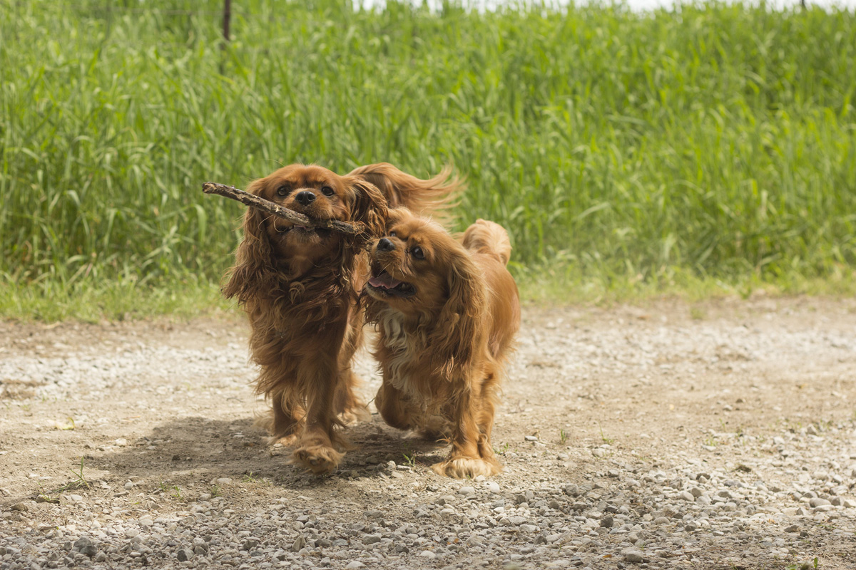 Candids #1 - Cavalier King Charles Spaniel Club of Canada