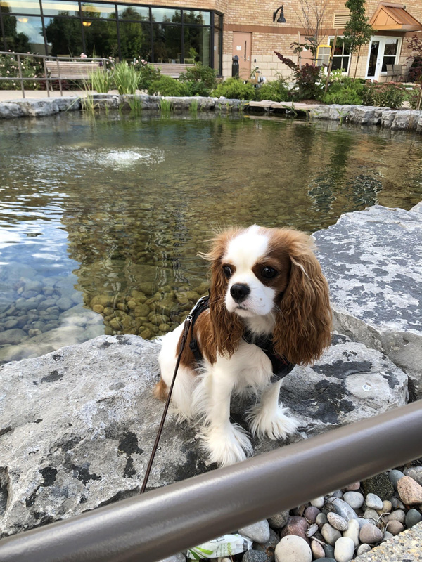 Candids #1 - Cavalier King Charles Spaniel Club of Canada